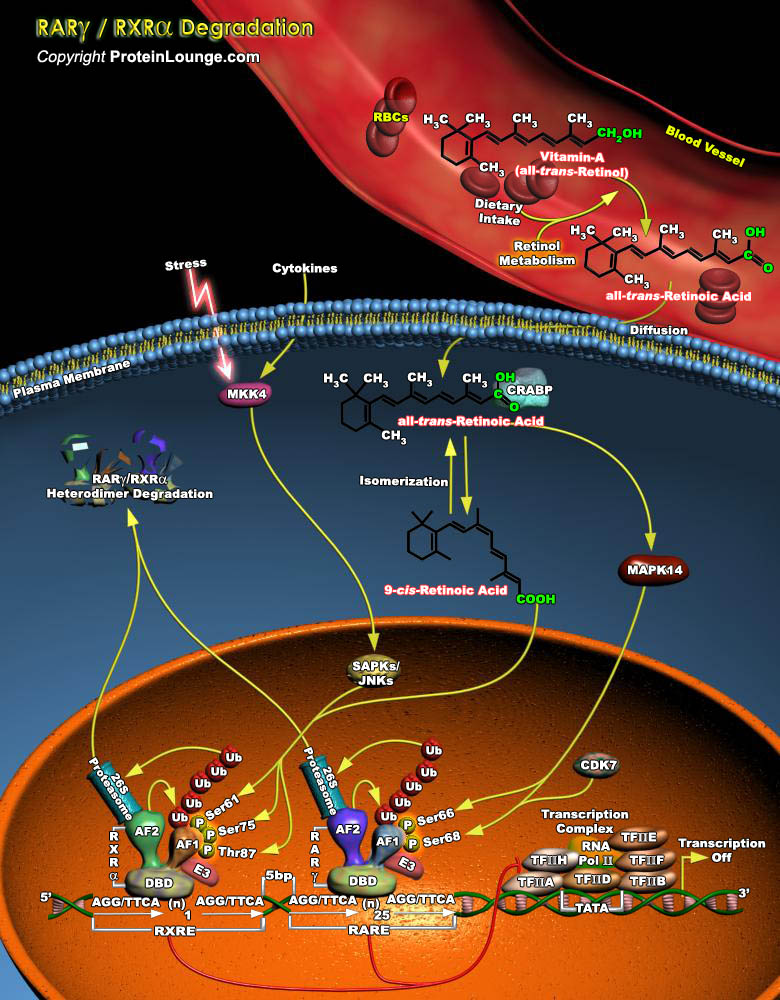 Biological Databases and Tools
