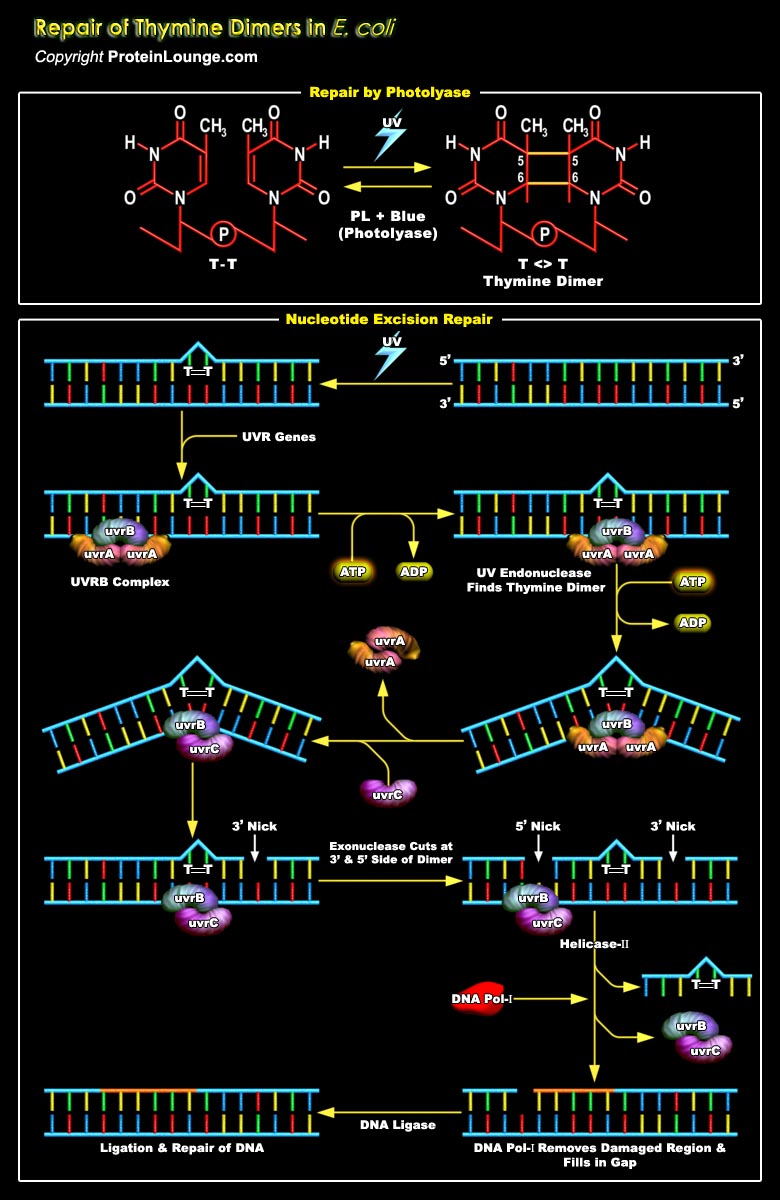 Biological Databases and Tools