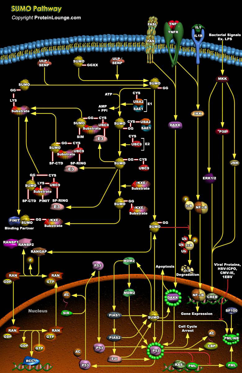 Biological Databases and Tools