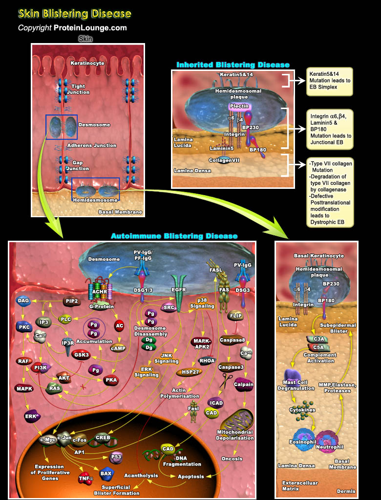 Biological Databases and Tools