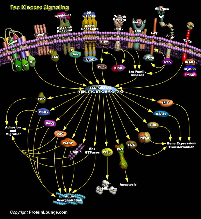 Biological Databases and Tools