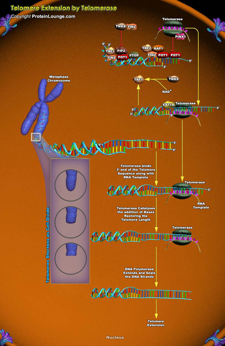Biological Databases and Tools