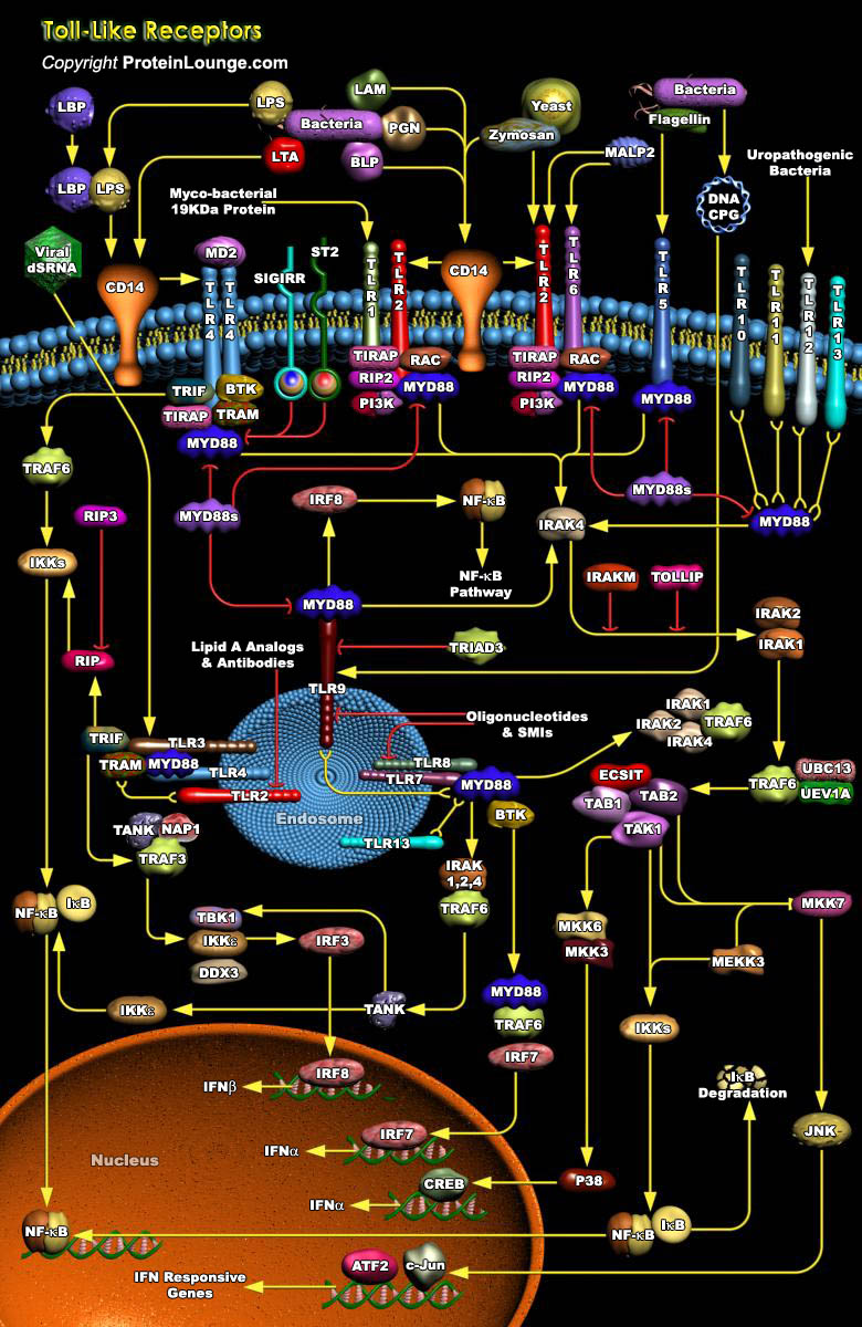 Biological Databases and Tools