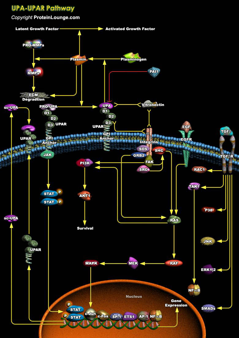 Biological Databases and Tools