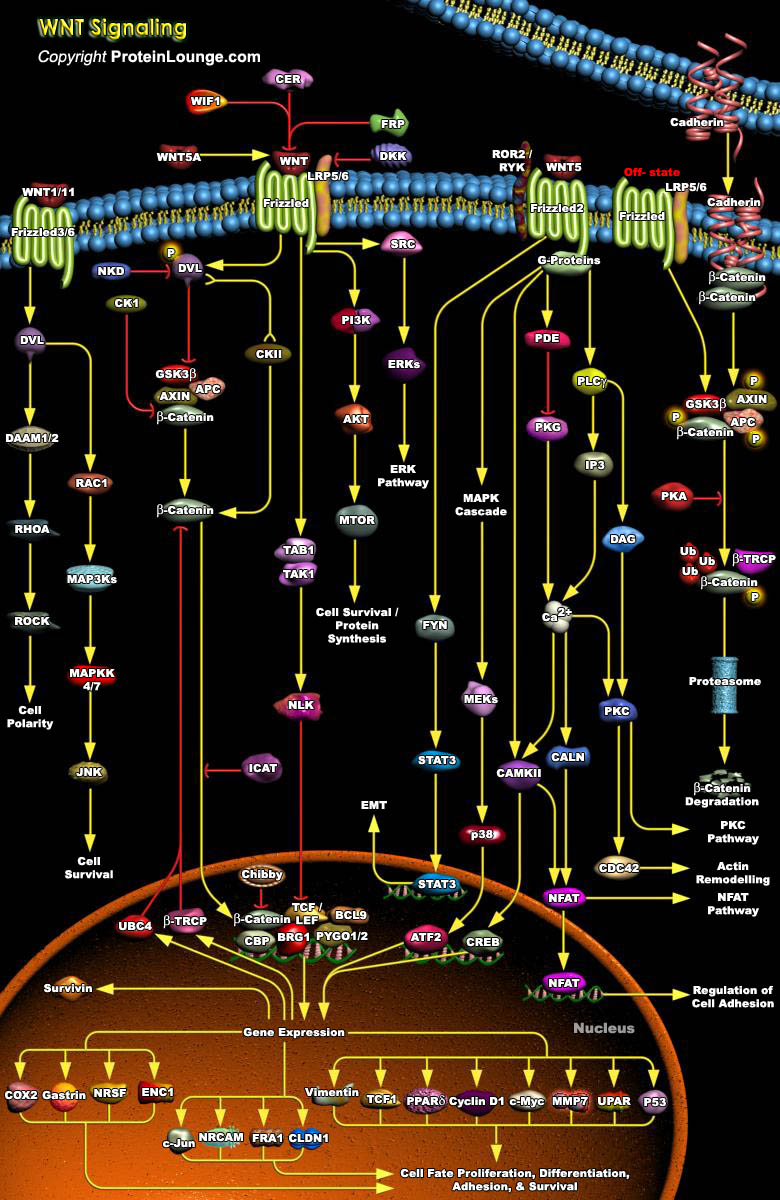 Biological Databases and Tools