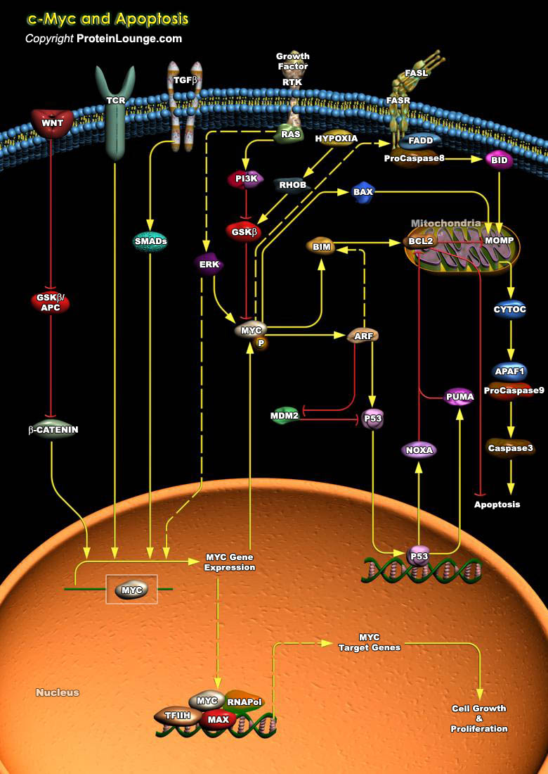 Biological Databases and Tools