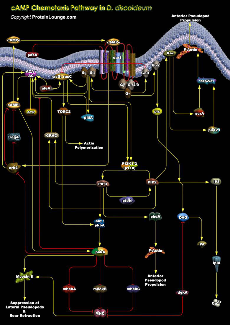Biological Databases and Tools
