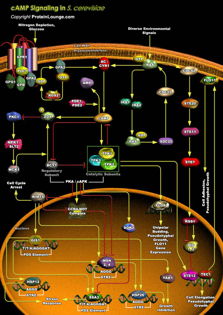 Biological Databases and Tools