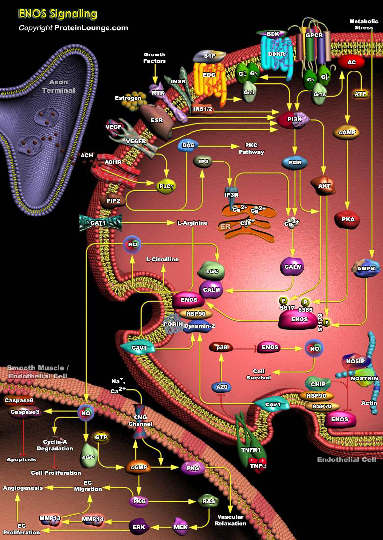 Biological Databases and Tools