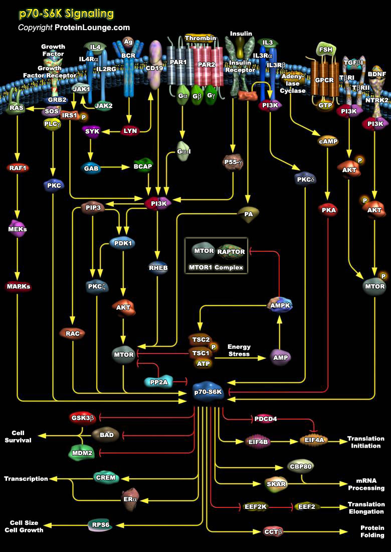 Biological Databases and Tools