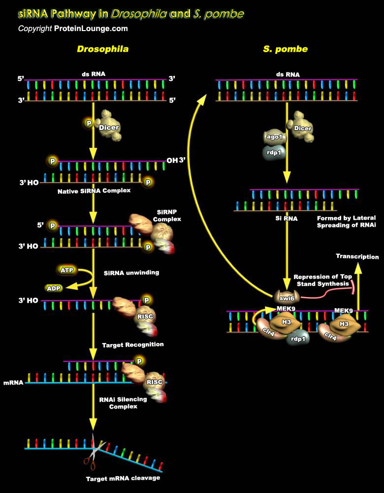 Biological Databases and Tools